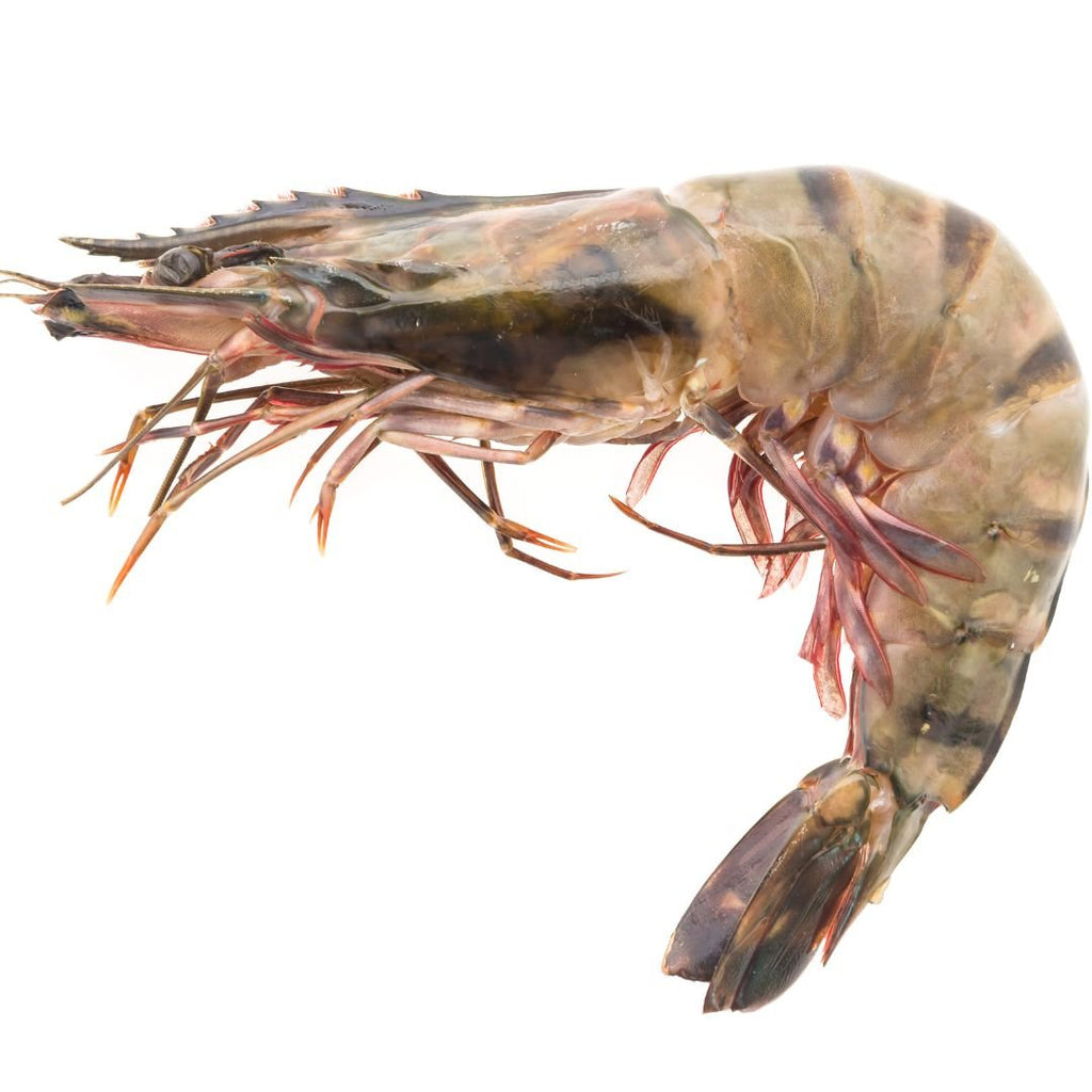Jumbo Tiger Prawns (U10) | chef2chef.online